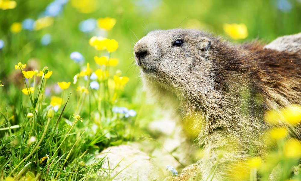 Groundhog Day, Again | ParentCo.